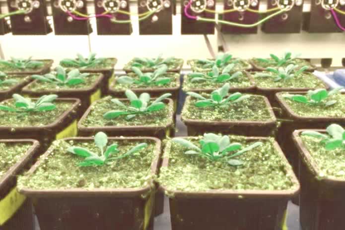 Plantas más altas, pero más débiles controversia bajo estudio académico ...